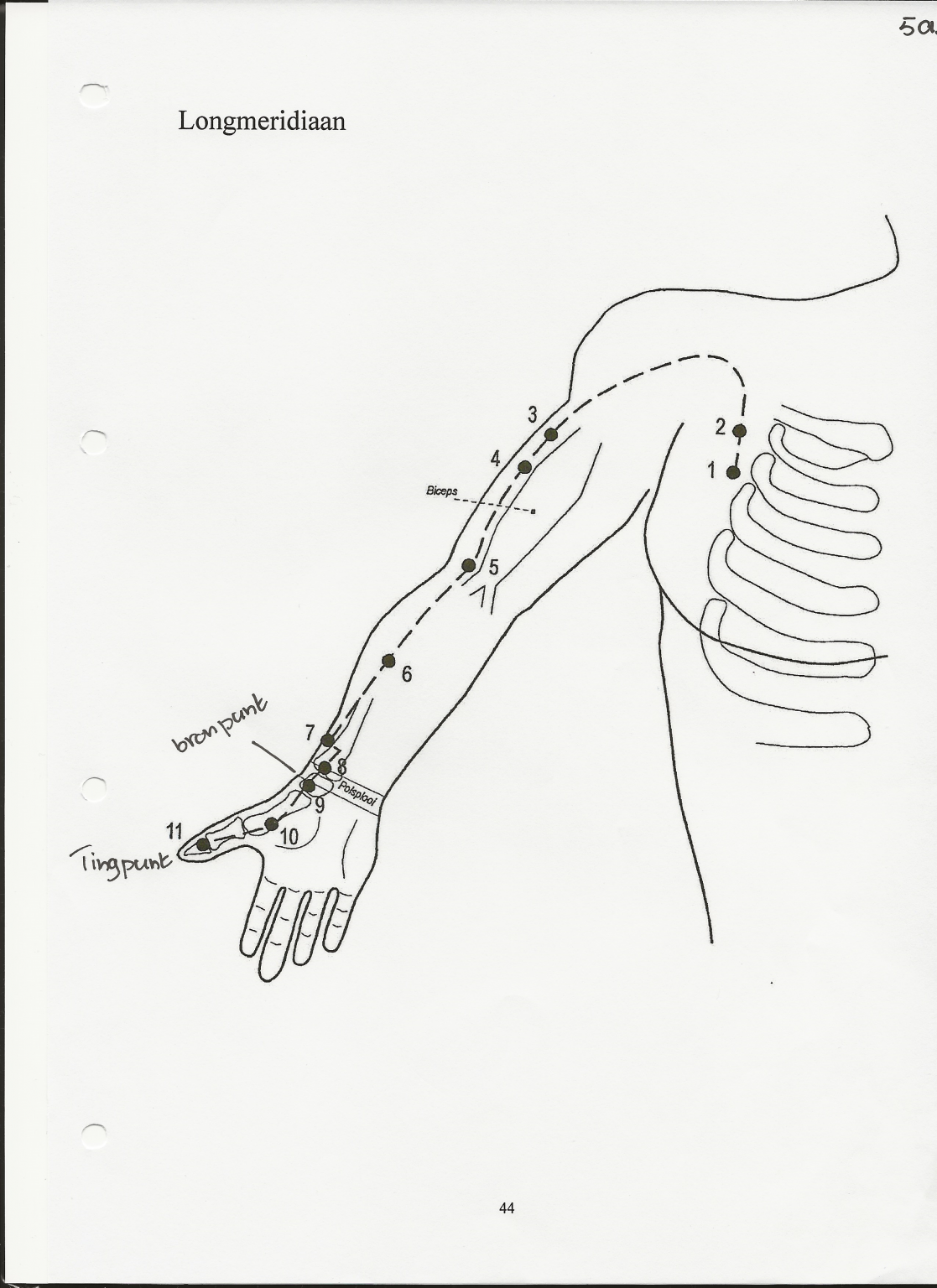 Verloop van de Long meridiaan – Anneke Wolters – Online Leren